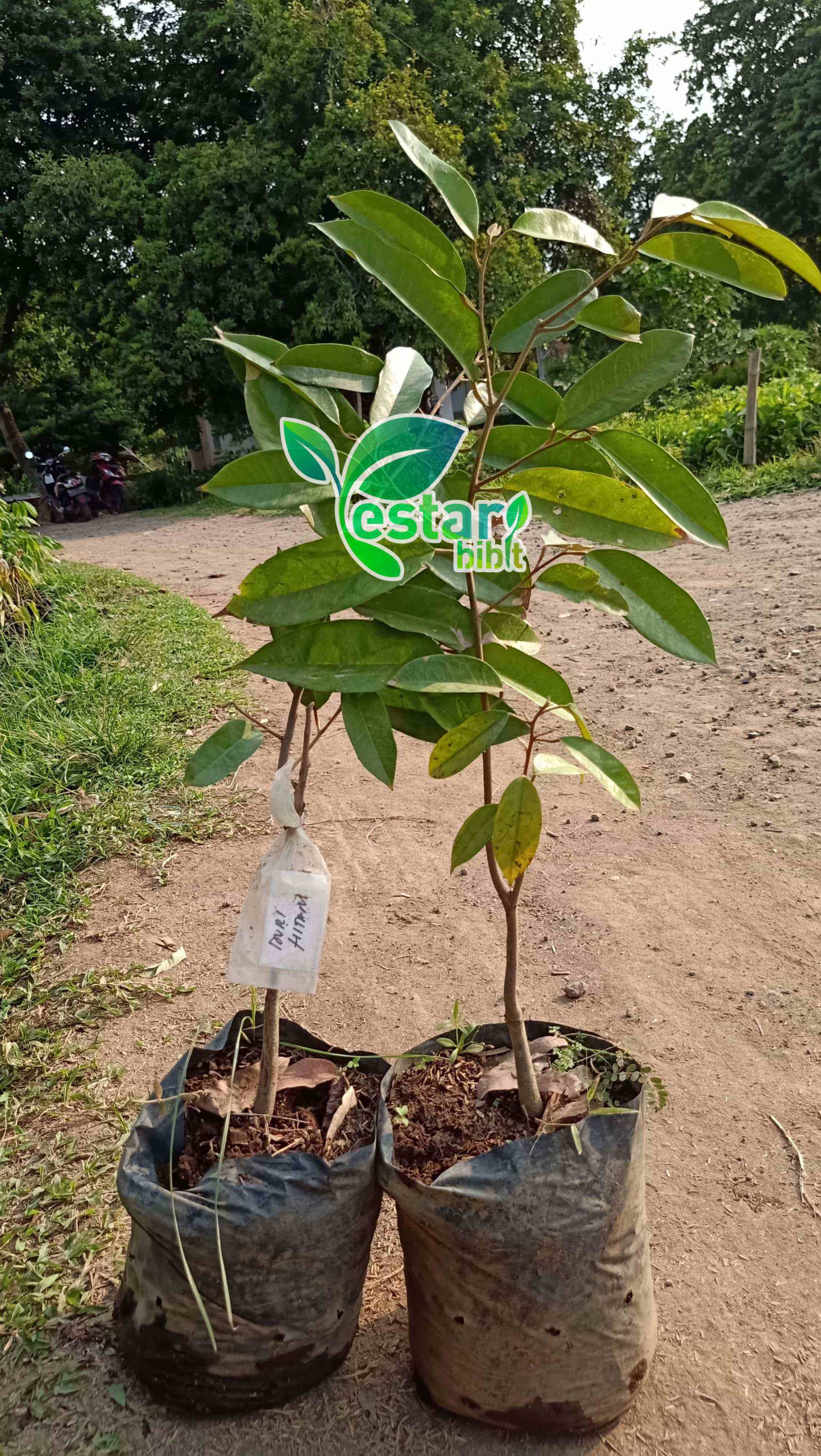 Bibit Durian Duri Hitam - Lestaribibit.com